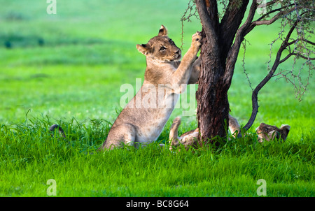 lioness sharping claws Stock Photo - Alamy