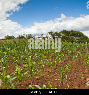 Maize field. Kikwe Village Arumeru District Arusha Tanzania Stock Photo ...