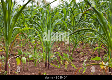 Maize field. Kikwe Village Arumeru District Arusha Tanzania Stock Photo ...