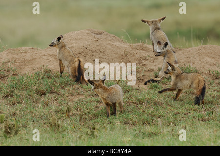 Bat-eared fox pups at the den entrance, one an albino, Mara Naboisho ...