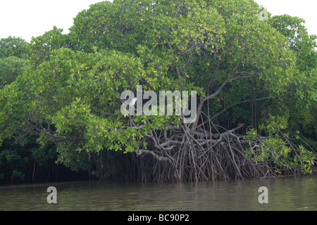 PICHAVARAM MANGROVE FORESTS Stock Photo - Alamy