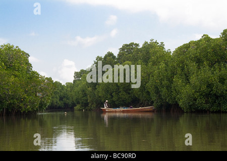 PICHAVARAM MANGROVE FORESTS Stock Photo - Alamy
