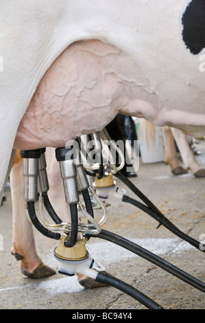 Close-up on the udder of the cow and the milking machine Stock Photo ...