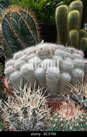 Cactus Collection Taken At Chester Zoo, England, UK Stock Photo - Alamy