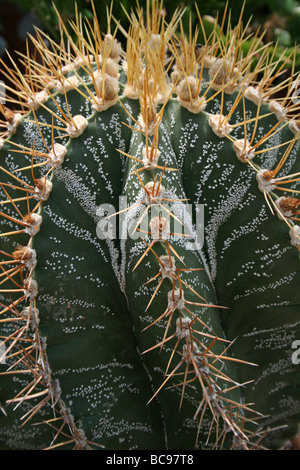 Close Up Of Cactus Taken At Chester Zoo, England, UK Stock Photo - Alamy