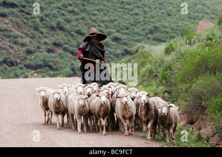 Basotho shepherd herding sheep, Lesotho Stock Photo - Alamy