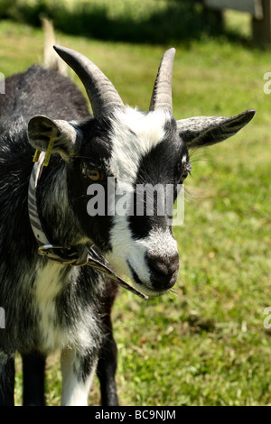 Goat Miniature Family Bovidae Stock Photo - Alamy