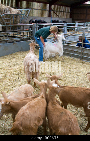 Mead Open Childrens Farm Leighton Buzzard Bedfordshire Stock Photo - Alamy