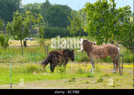 Horse and pony together in farmland Stock Photo - Alamy