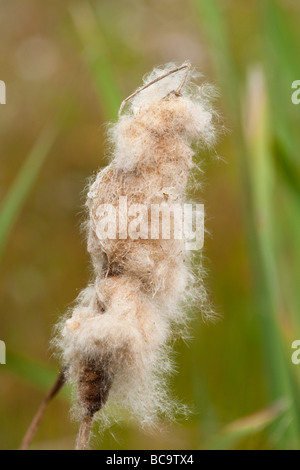 A great reedmace (Typha latifolia Stock Photo - Alamy