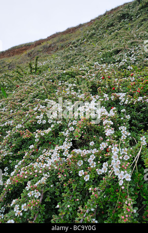 Wild cotoneaster cotoneaster integerrimus growing on the great orme Llandudno North Wales May ...