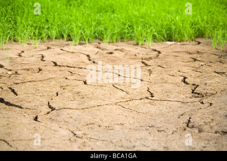 Barren soil borders lush green field of grass - Cambodia Stock Photo ...