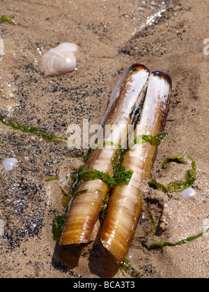 Ensis siliqua, razorshell Stock Photo - Alamy