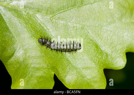 Oak sawfly (Periclista lineolata) larva. Spiky sawfly caterpillar in ...
