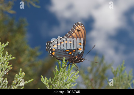 Red spotted Purple Basilarchia arthemis E USA Stock Photo - Alamy