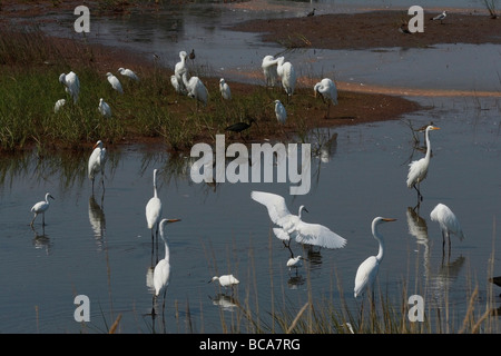 Large group of Great egrets, Ardea alba, also known as great white ...