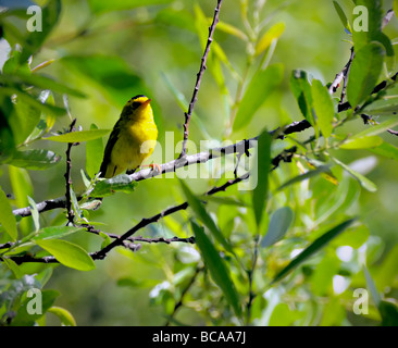 A yellow warbler (Setophaga petechia) on a tree Stock Photo - Alamy