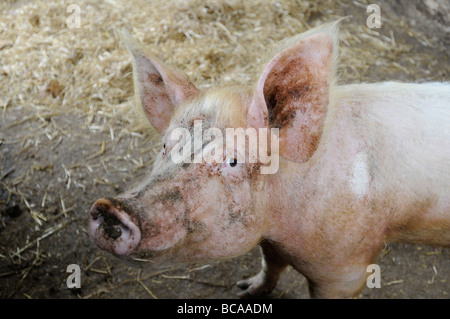A Cornish pig in her sty Stock Photo - Alamy