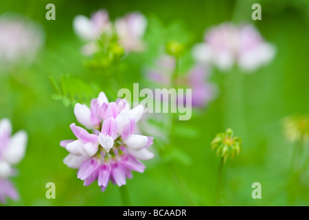 White crown vetch Stock Photo - Alamy