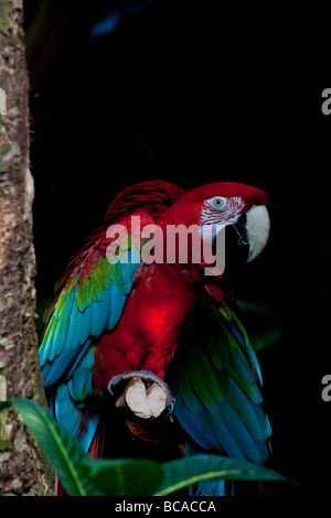 Red-and-green macaw (Ara chloroptera), animal portrait, captive, Hesse ...