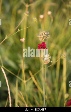 The flower with red sharp petals and a green background of the leaves ...