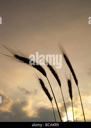 Silhouettes of grain ears in the sunrise light Stock Photo - Alamy
