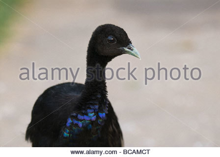 Grey-winged Trumpeter (Psophia crepitans). Gregarious ground living ...