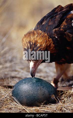 A Black-Breasted Buzzard breaking an Emu egg with a rock to feed Stock ...