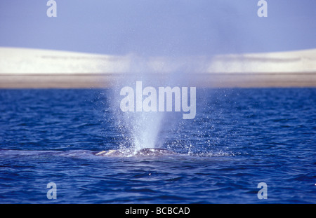 Gray Whale (Eschrichtius robustus) spouting, San Ignacio Lagoon, Baja ...