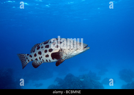 Potato cod, Cod Hole, North Ribbon reef, Great Barrier Reef, Queensland ...