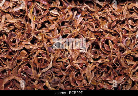 Aboriginal desert bush tucker food, Yalka Bulbs of the Onion Grass ...