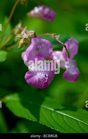 Himalayan Balsam - a very invasive weed Stock Photo - Alamy