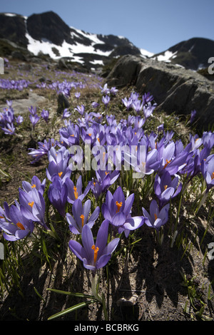 Crocus flowers carpet the snowline Rila Mountains Bulgaria Europe Stock ...