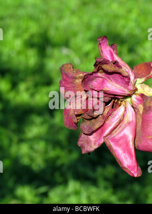 one single wilting red rose in garden Stock Photo - Alamy