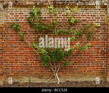 An espaliered fruit tree against a wall in the gardens at West Dean ...