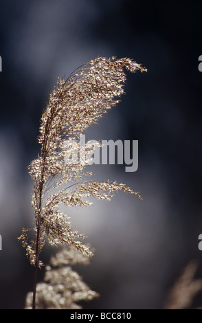 Grass in golden light Stock Photo - Alamy