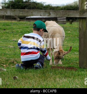 Cotswold sheep at Cotswold Farm Park, Gloucestershire, England, UK ...