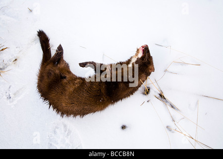 Dead mink, Iceland. "The European Mink" (Mustela lutreola Stock Photo ...