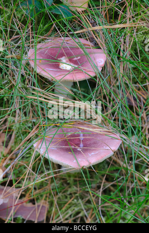 Fragile Brittlegill (Russula fragilis Stock Photo - Alamy
