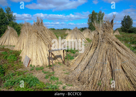 Reed bundles - reed packs (Phragmites australis) (Phragmites communis ...