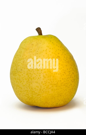 Common pear (Pyrus communis 'Alexander Lucas', Pyrus communis Alexander ...