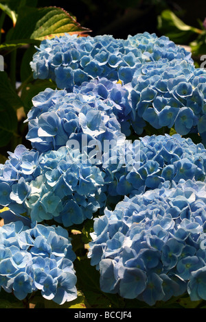 hydrangea family (Hydrangeaceae Stock Photo - Alamy