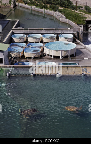 Vertical shot of a sea turtle swimming underwater Stock Photo - Alamy