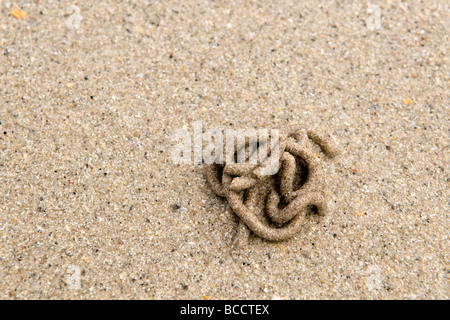 Close-up of lugworm castings on beach in Aglesey at low tide ...