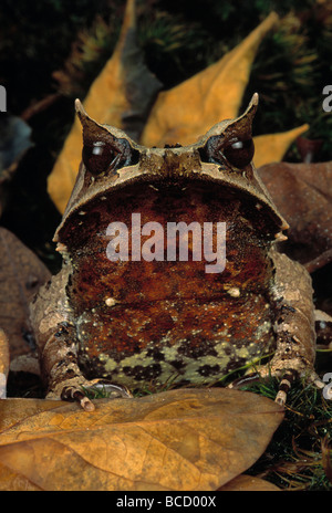 Asian Horned Frog (Megophrys nasuta) camouflaged in leaf litter, Danum ...