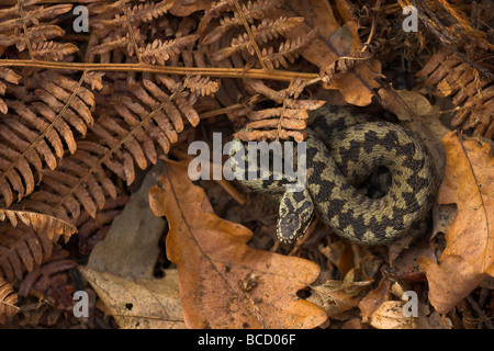 Adder in woodland Stock Photo - Alamy