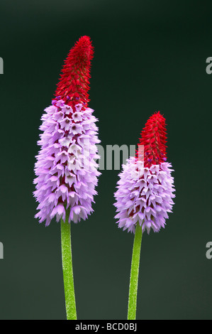 Orchid primrose flower (Primula vialli Stock Photo - Alamy