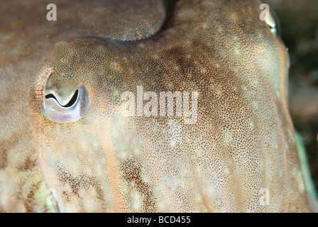 Eye of a common cuttlefish (sepia officinalis Stock Photo - Alamy