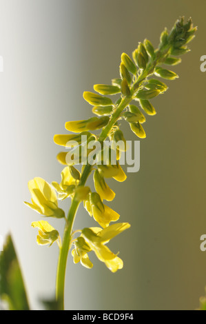 Melilot yellow, ribbed melilot (Melilotus officinalis) blooms in the ...