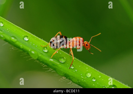 red ant in the parks Stock Photo - Alamy